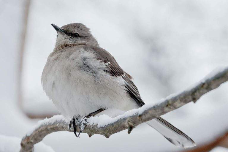 mockingbird-snow-joewatts-2 | Alabama Ornithological Society