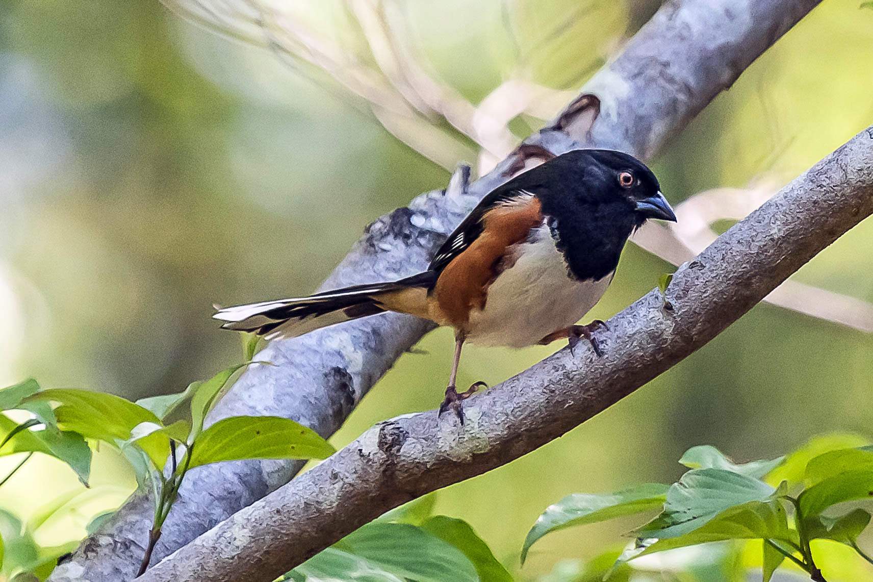 eBird Project