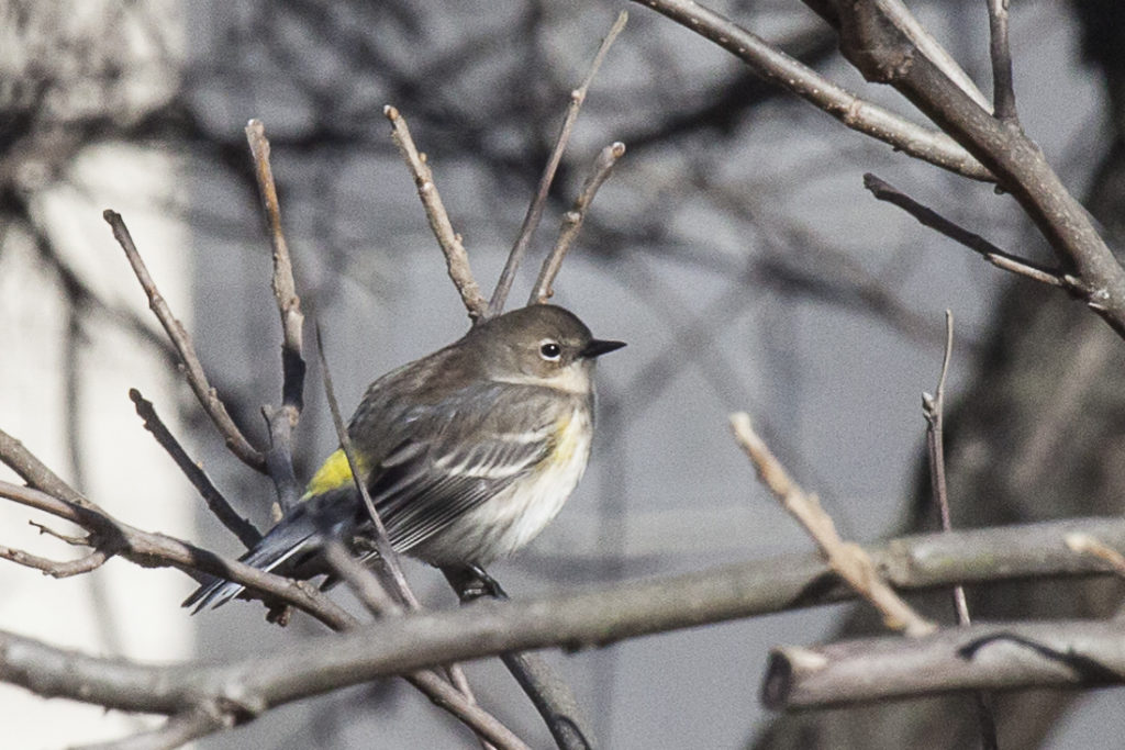 Official Alabama Bird Checklist | Alabama Ornithological Society
