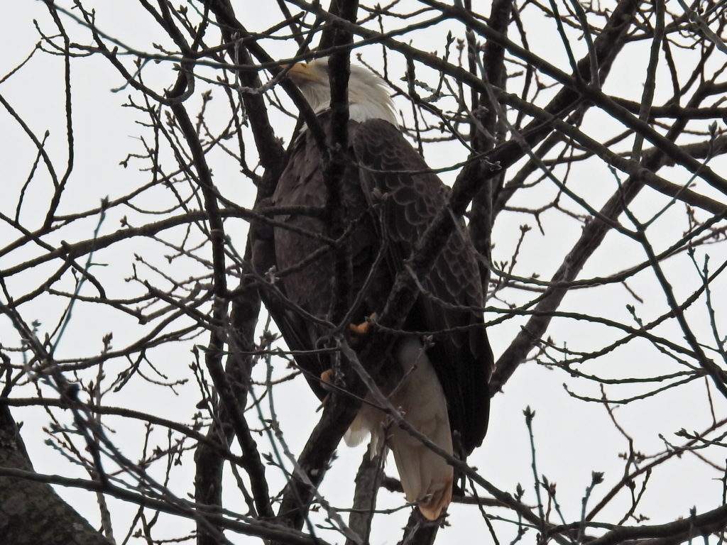 Bald Eagle | Alabama Ornithological Society