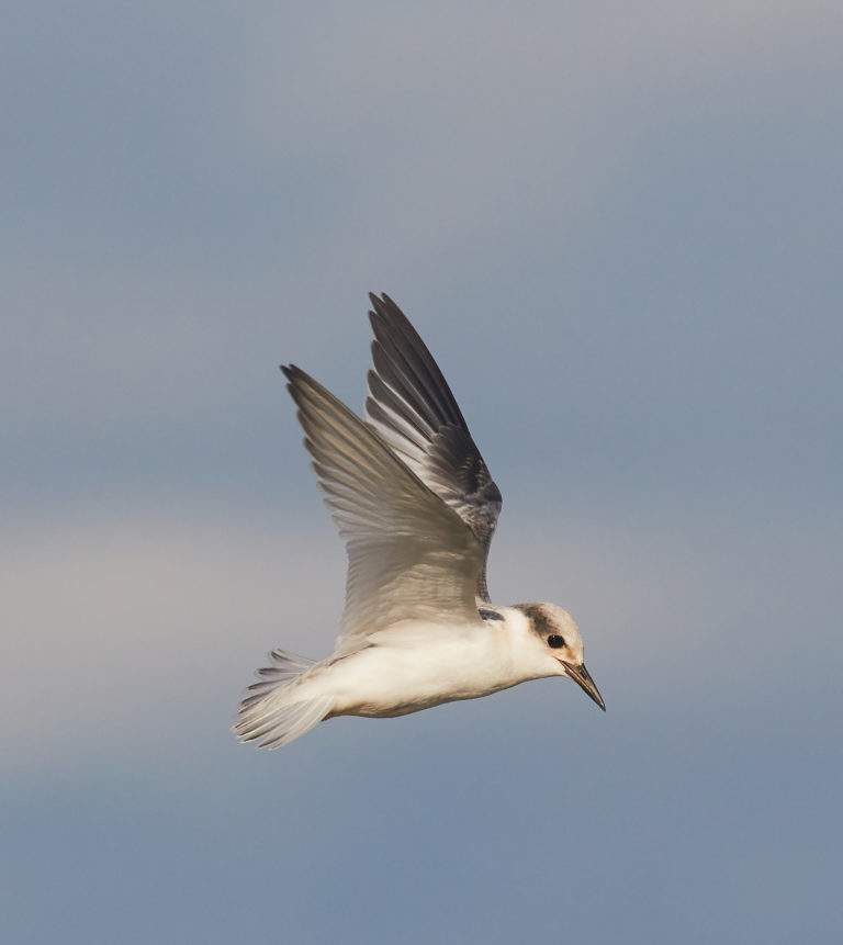 tern,terns,lete,royt | Alabama Ornithological Society