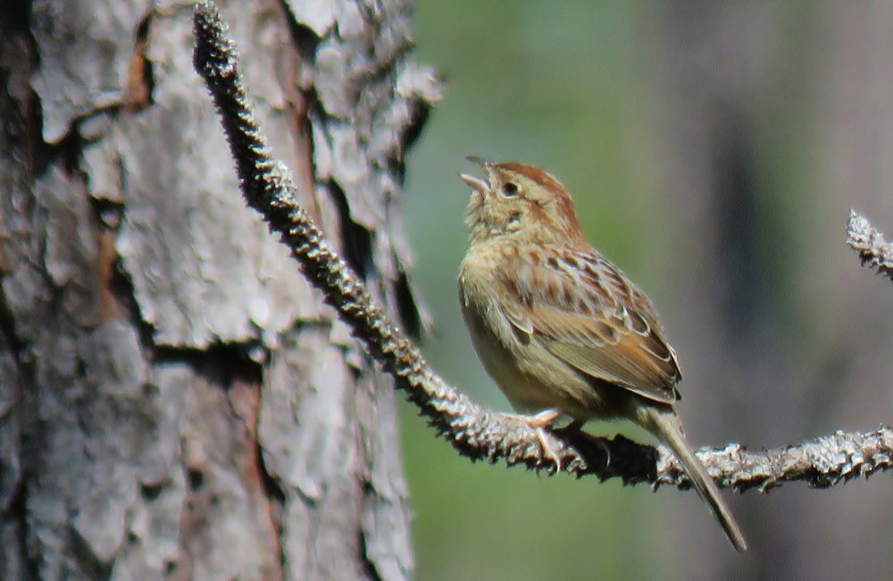 Alabama Ornithological Society