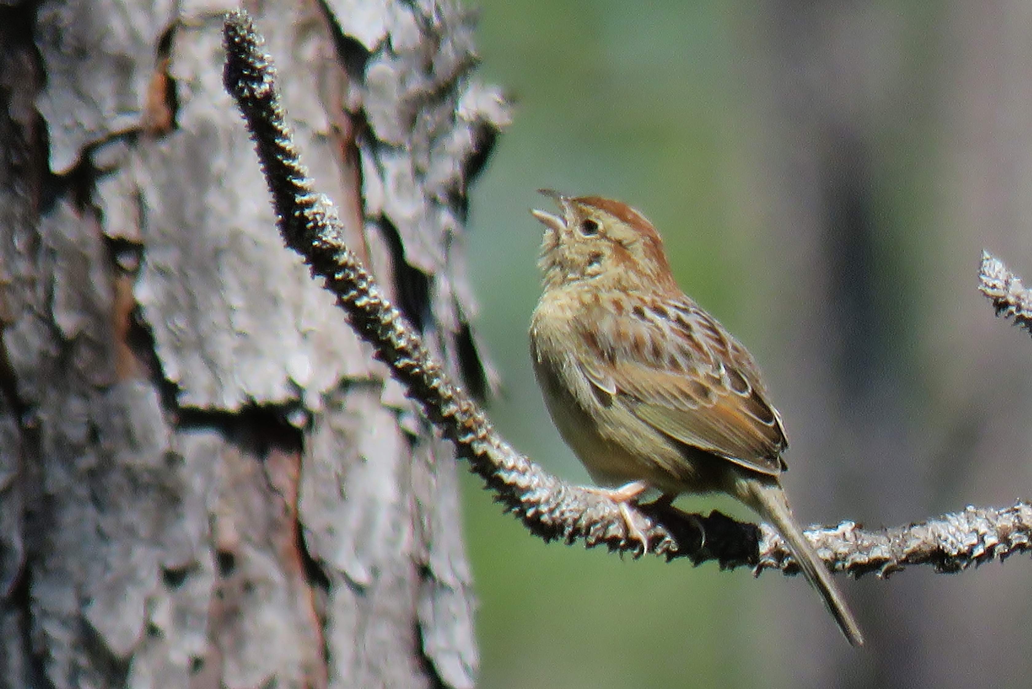 eBird Project | Alabama Ornithological Society