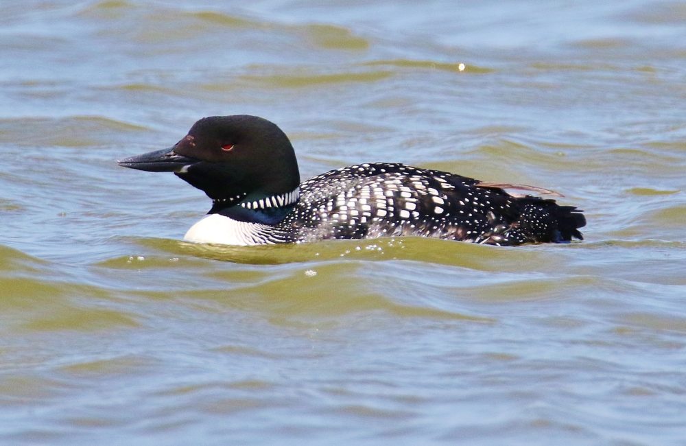 Alabama Ornithological Society