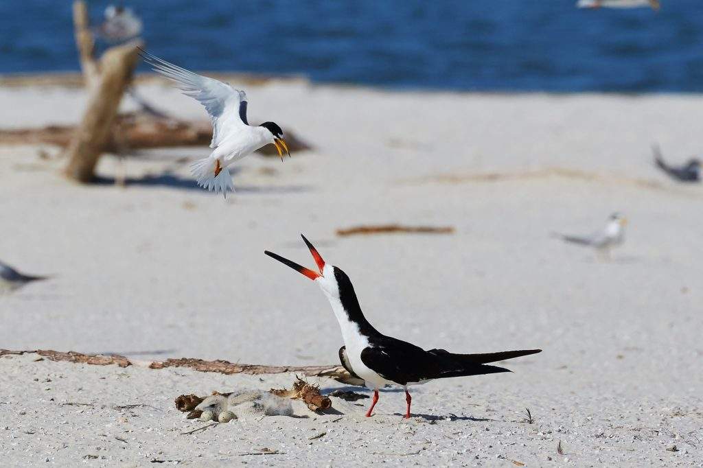 Black Skimmer chick in Least Tern nest photo by Andrew Haffenden ...