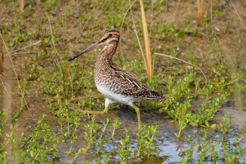 Wilson’s Snipe marching (Photo Bob Reed) | Alabama Ornithological Society