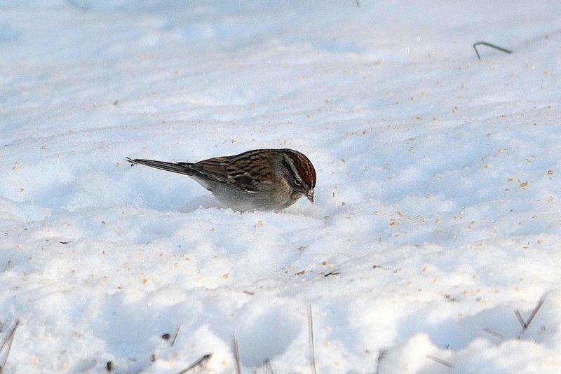 Alabama Ornithological Society