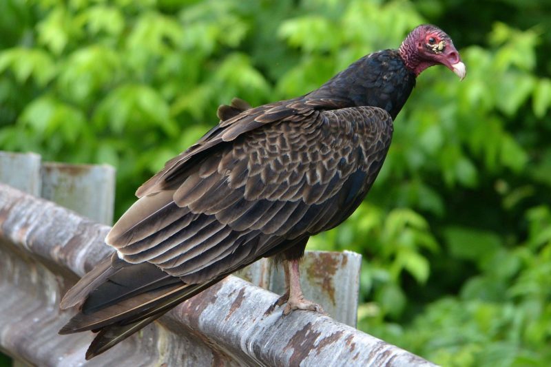 Alabama Ornithological Society