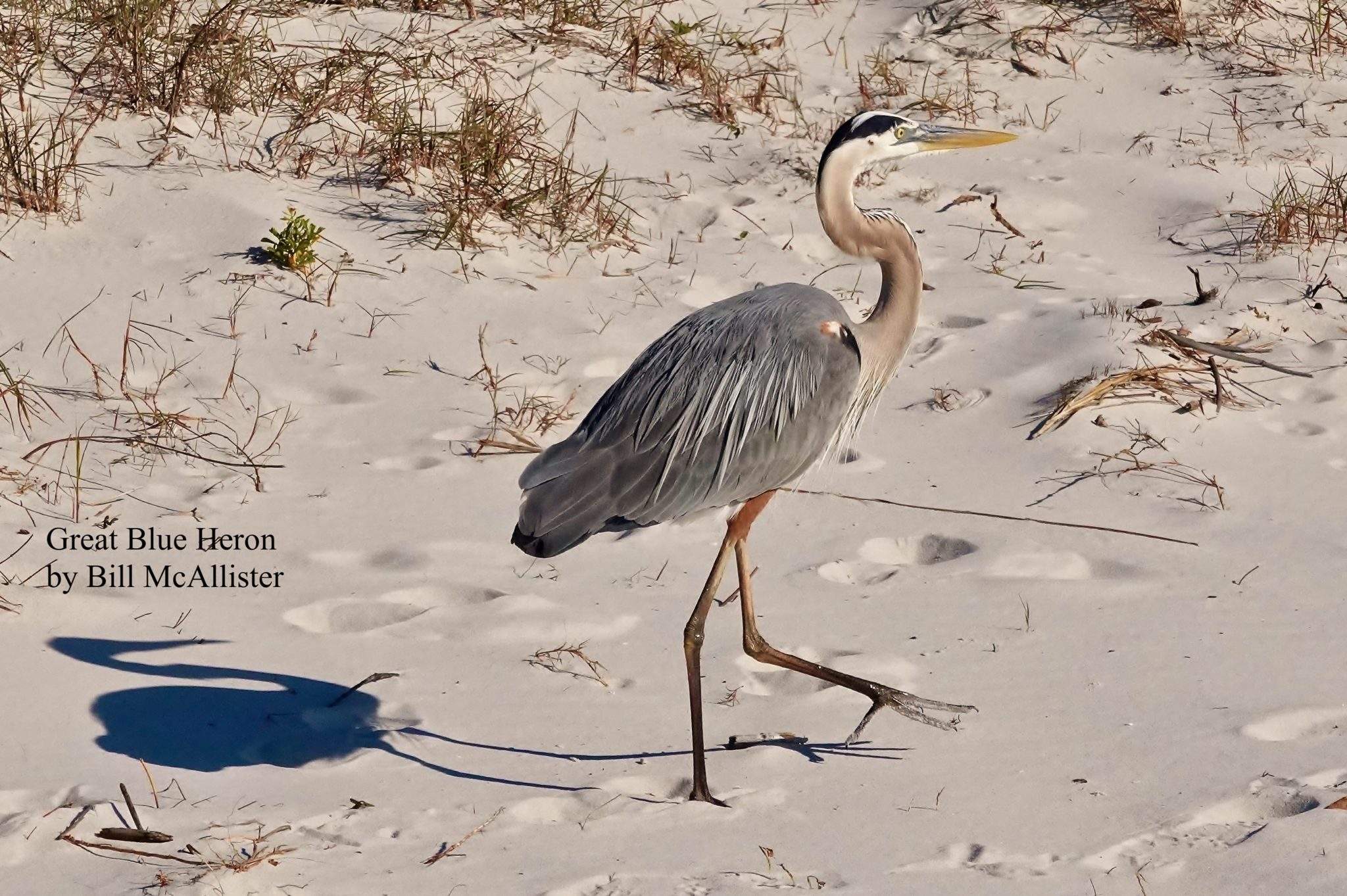 Great Blue Heron on sand (Photo Bill McAllister)