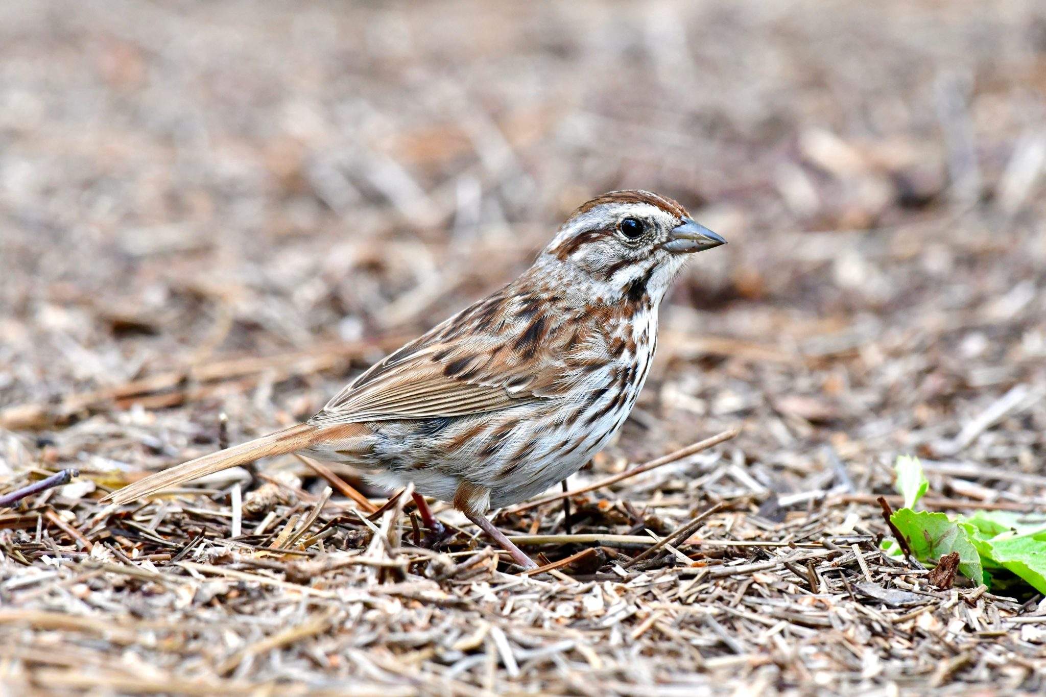 DSC_4899, Song Sparrow-GJH | Alabama Ornithological Society