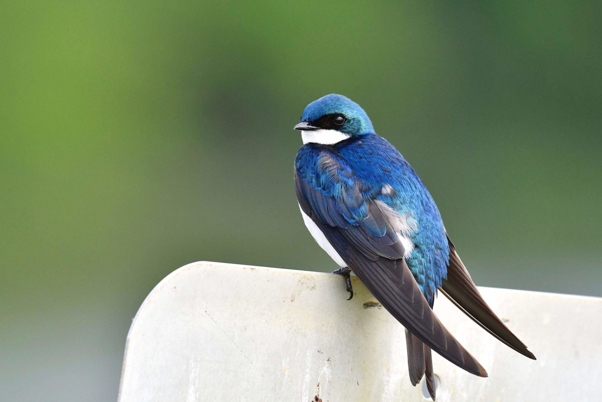 DSC_8479, Tree Swallow | Alabama Ornithological Society