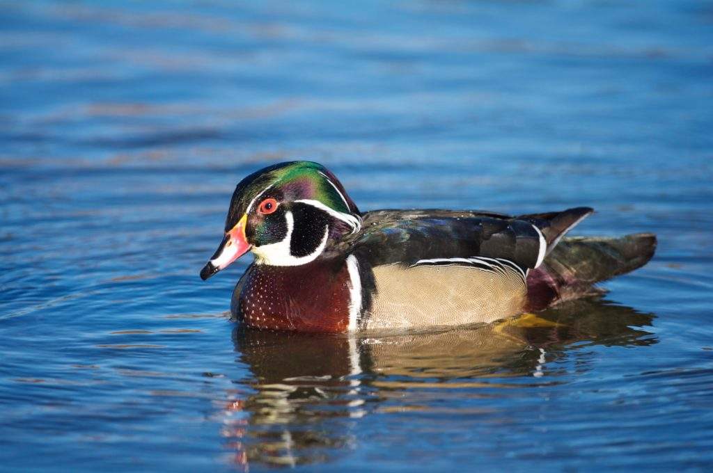 Wood Duck, Railroad Park