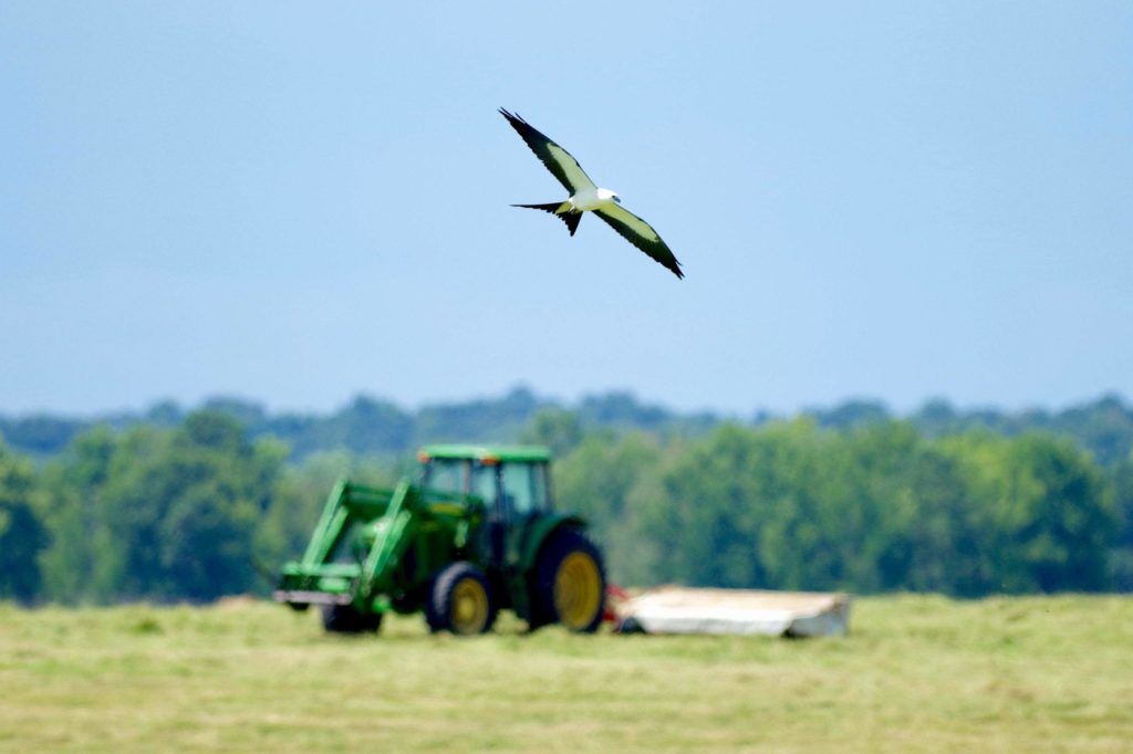 IMGP6197, Swallow-tailed Kite and tractor-GJH | Alabama Ornithological ...