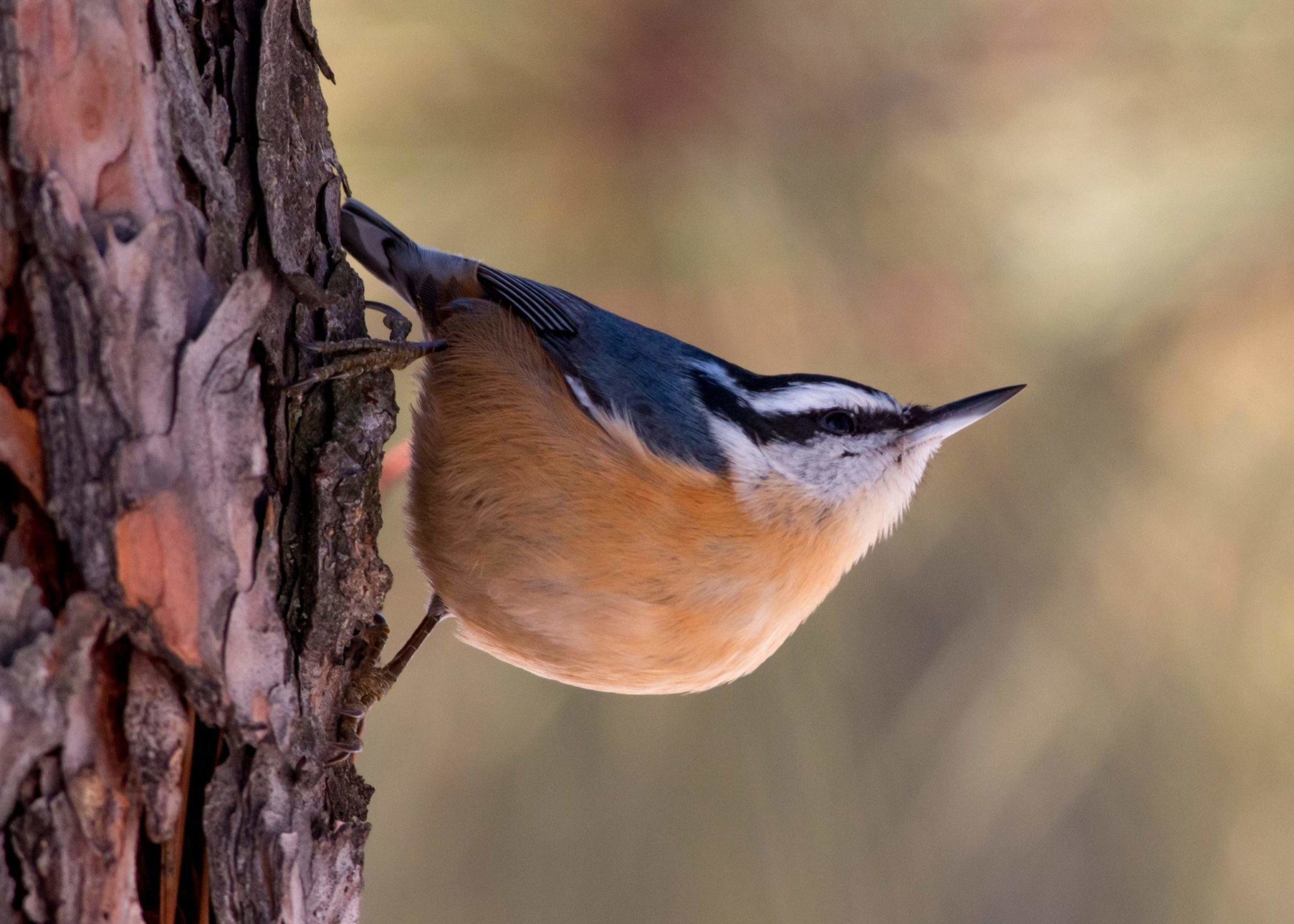 Male_red_breasted_nuthatch | Alabama Ornithological Society