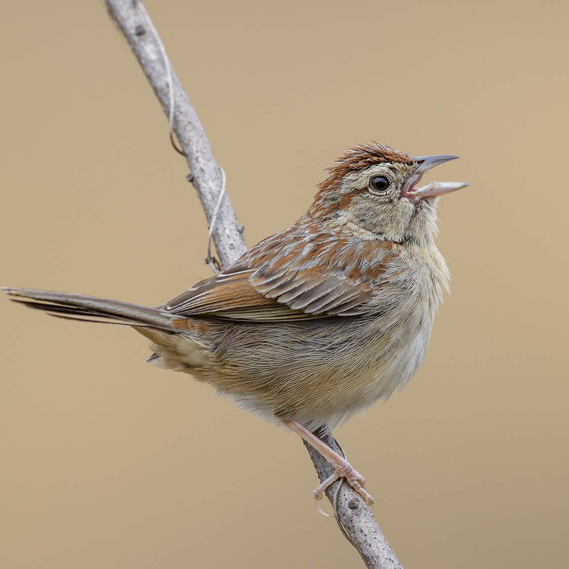 AOS Spring 2023 Meeting features Dwight Cooley discussing the nearly ...