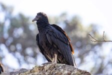 Alabama Ornithological Society