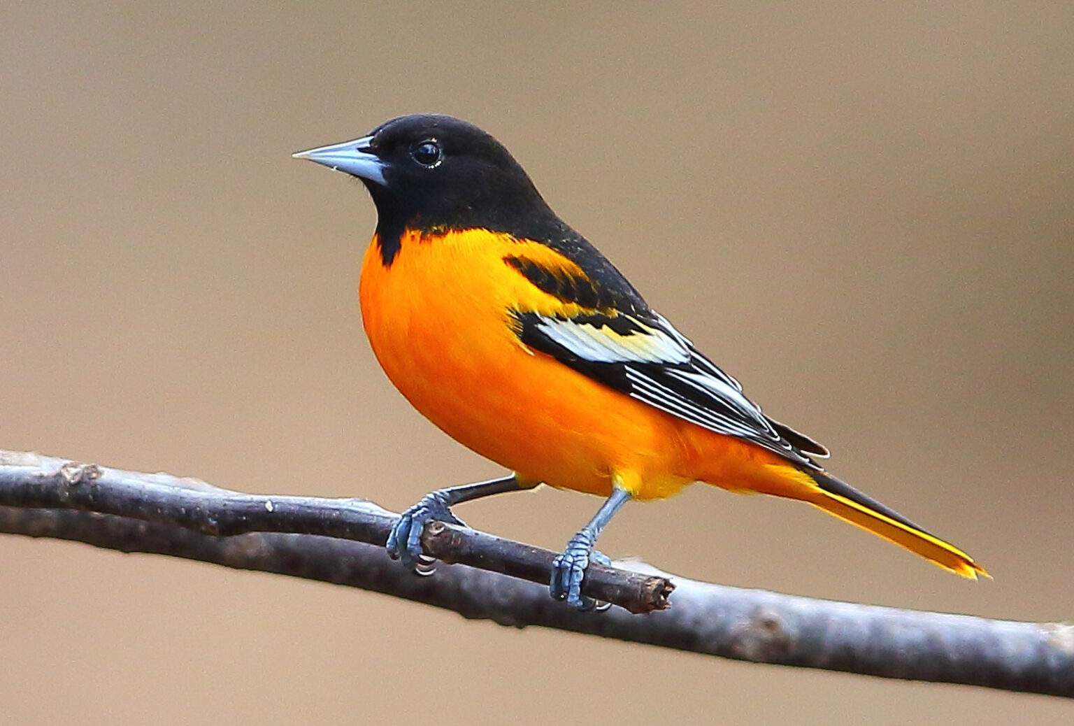 Alabama Birdlife | Alabama Ornithological Society