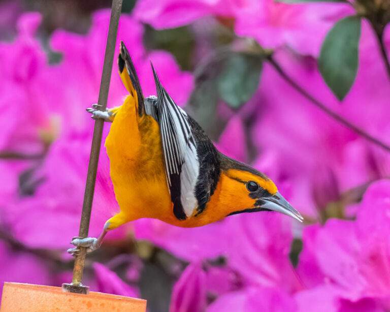 Alabama Birdlife | Alabama Ornithological Society