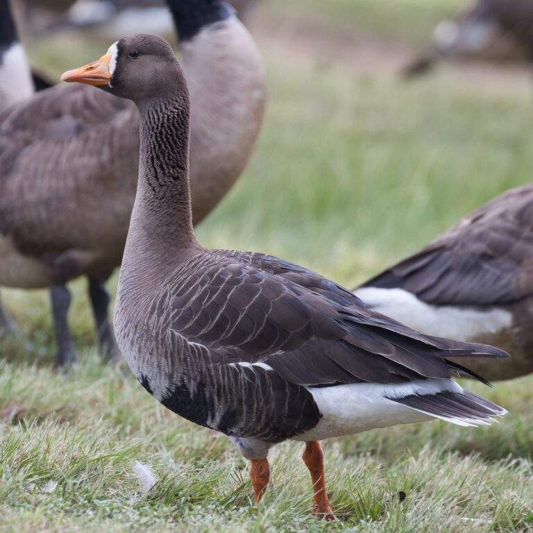 Alabama Birdlife | Alabama Ornithological Society