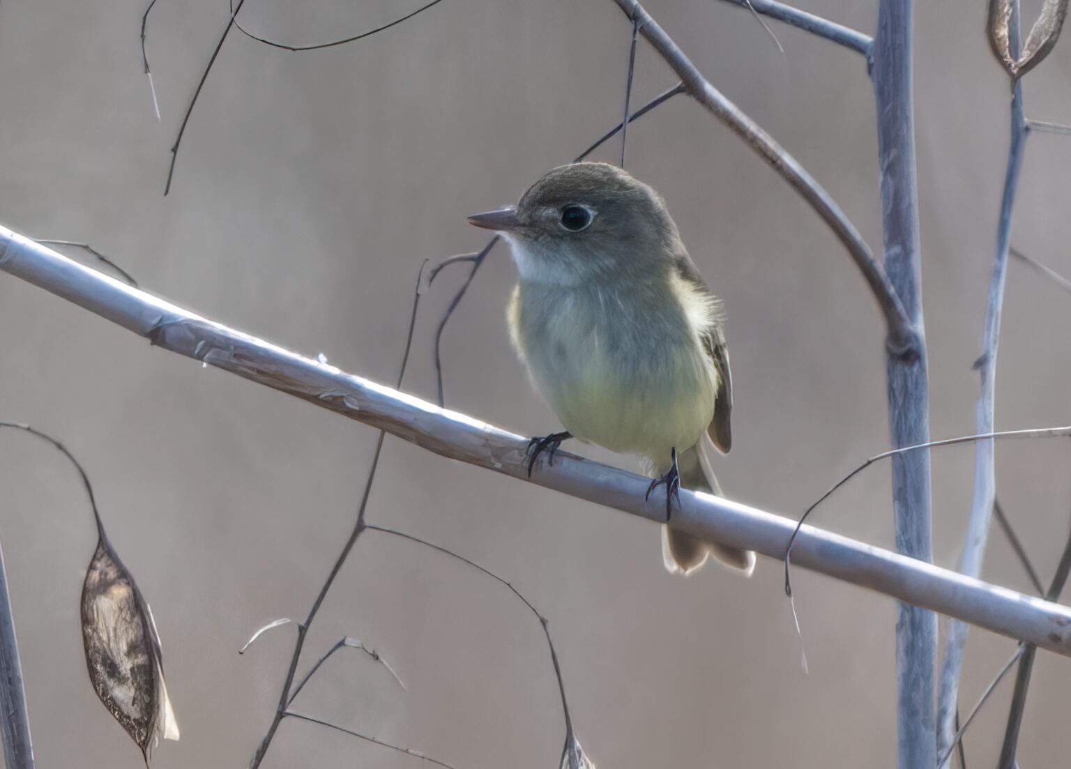 Alabama Birdlife | Alabama Ornithological Society