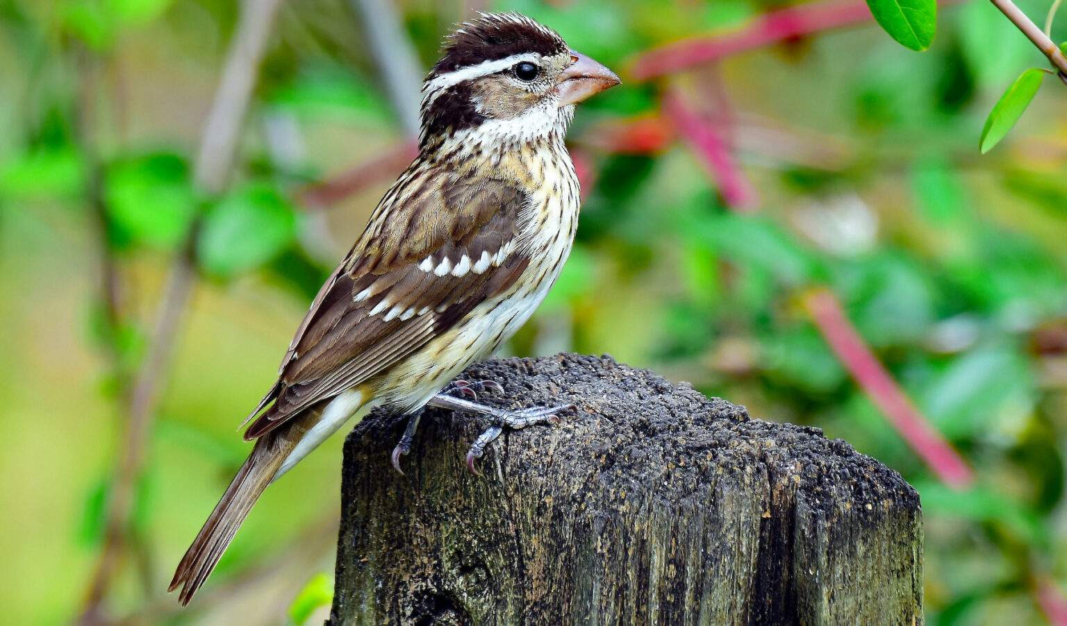 Alabama Birdlife | Alabama Ornithological Society