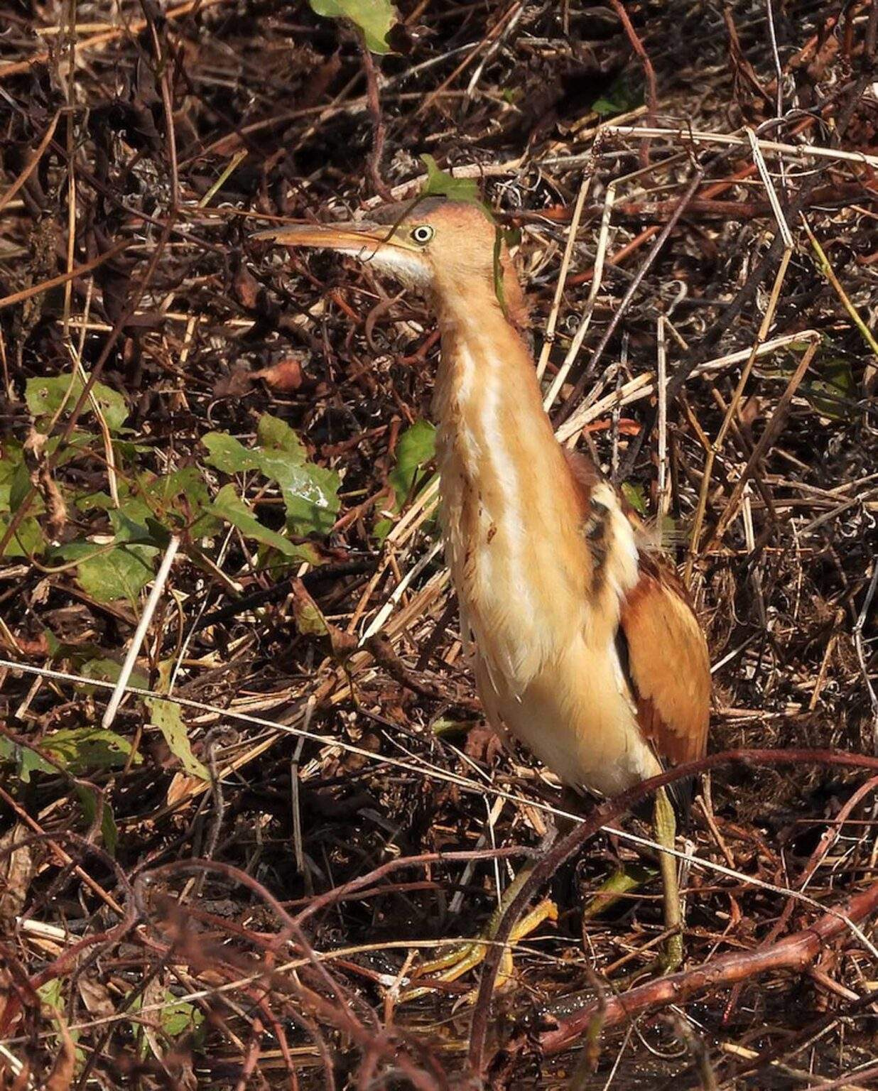 Alabama Birdlife | Alabama Ornithological Society