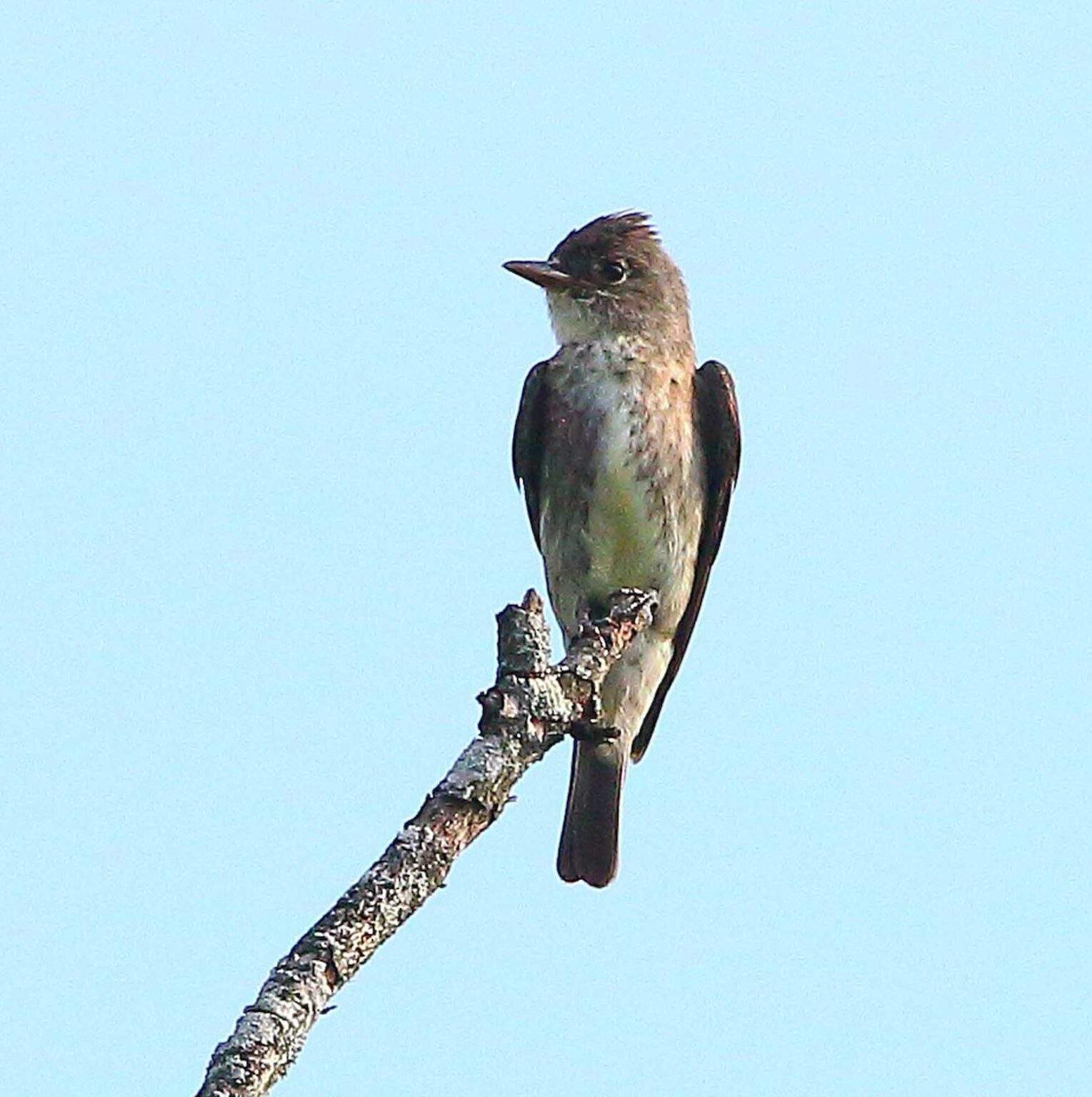 Alabama Birdlife | Alabama Ornithological Society